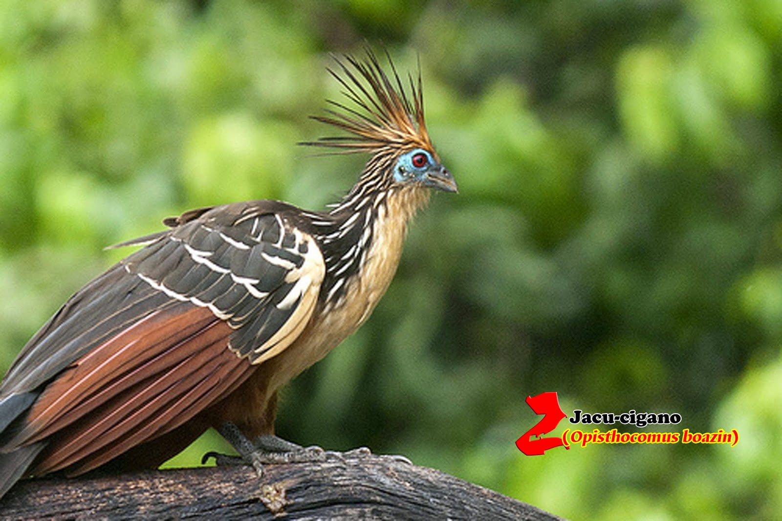 ORNITOLOGIA: Jacu-cigano (Opisthocomus hoazin)